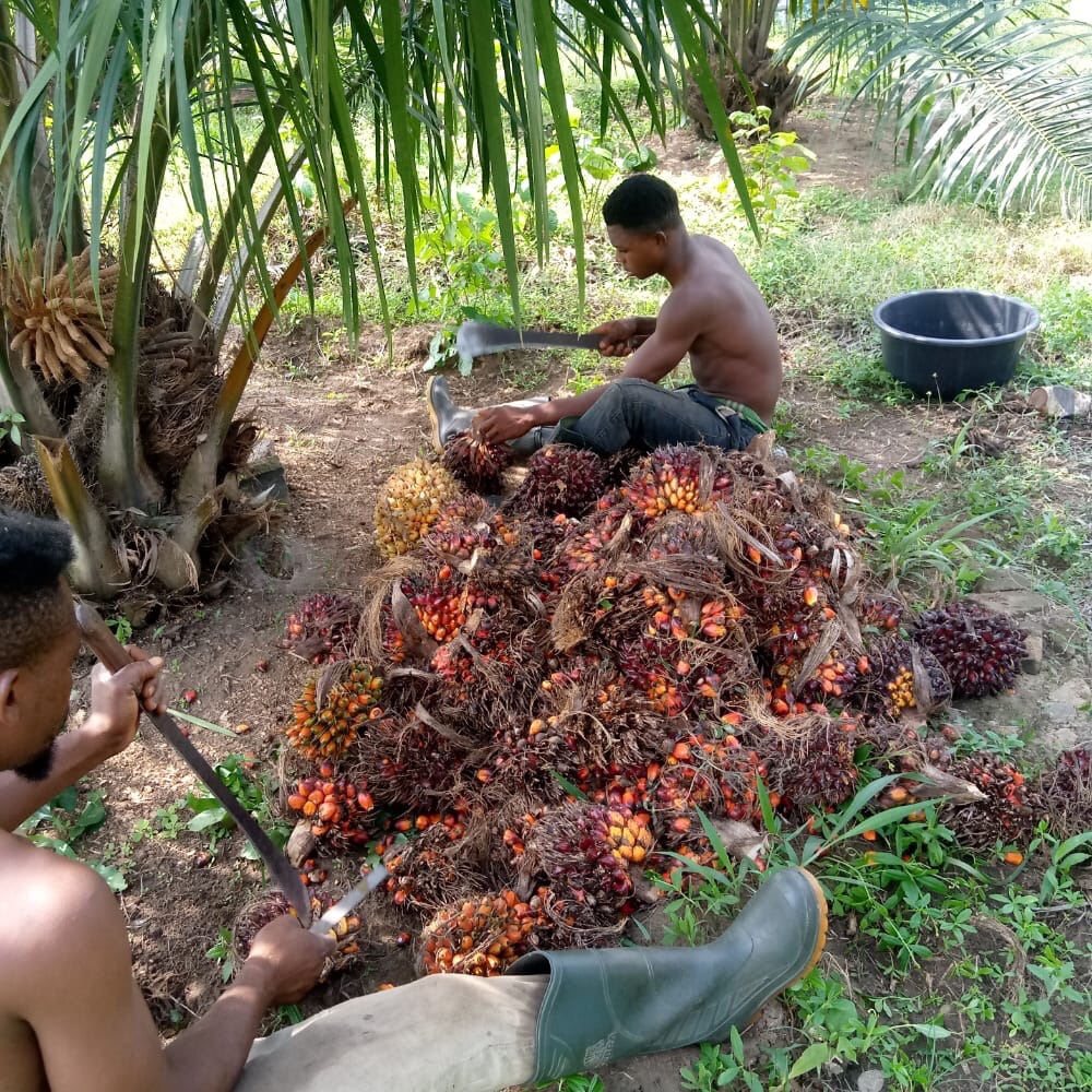 TENERA HYBRID OIL PALM (EARLY FRUITING) « TEMARTECH NIGERIA LIMITED